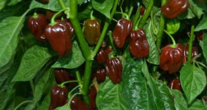 Pimenta CHOCOLATE HABANERO - Confraria da Pimenta